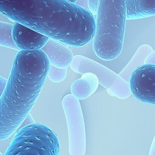 Five reasons why we use the probiotic LactoSpore®️ Bacillus coagulans ...