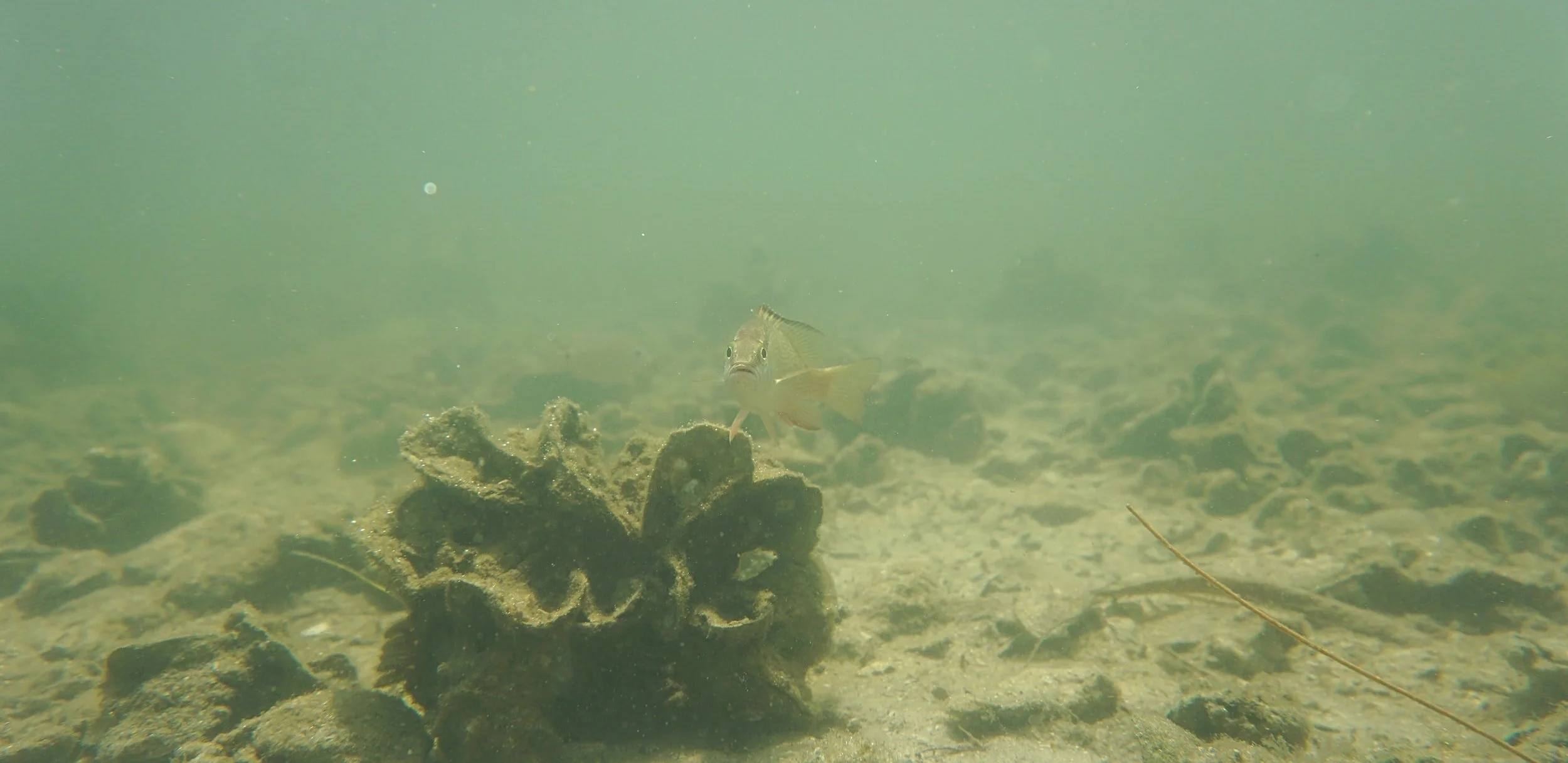 Hydrographic & Marine — Coastal Mapping & Sciences, LLC