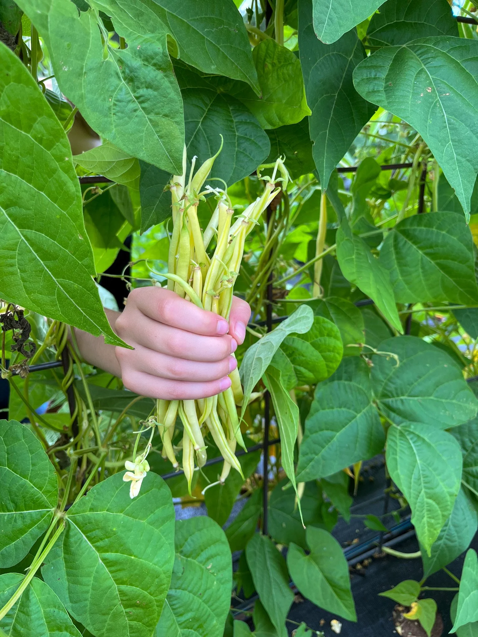 Life Root Farm - CSA Boxes in Eau Claire Area Wisconsin