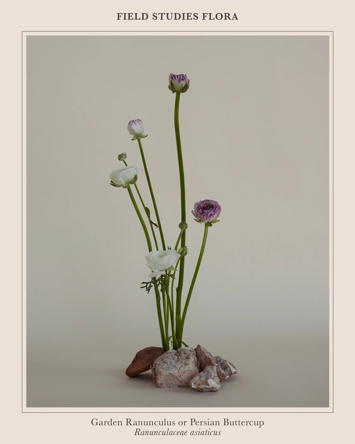Library — FIELD STUDIES FLORA