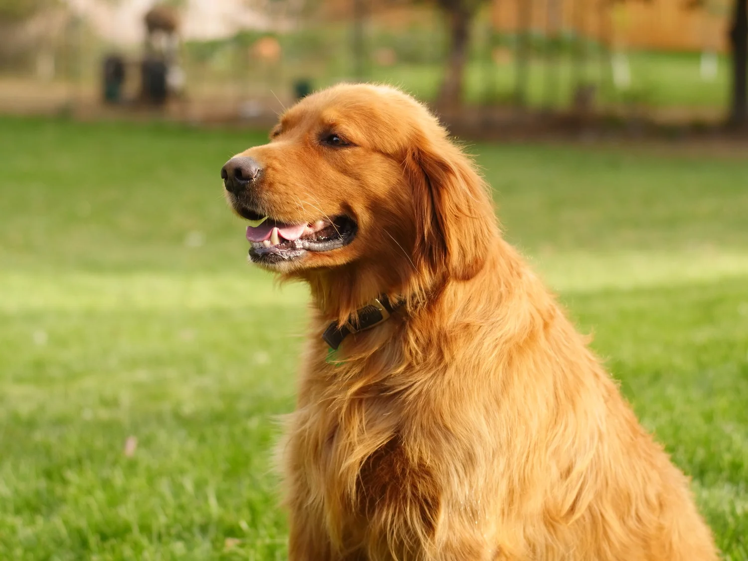 Our Boys — Mae Valley Goldens