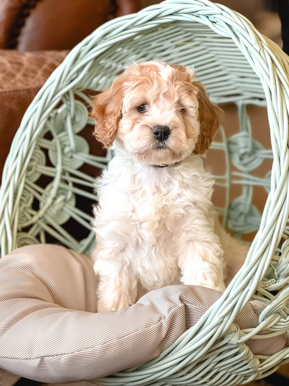 Upcoming and Available Cavapoochon Puppies — Giggle Tails