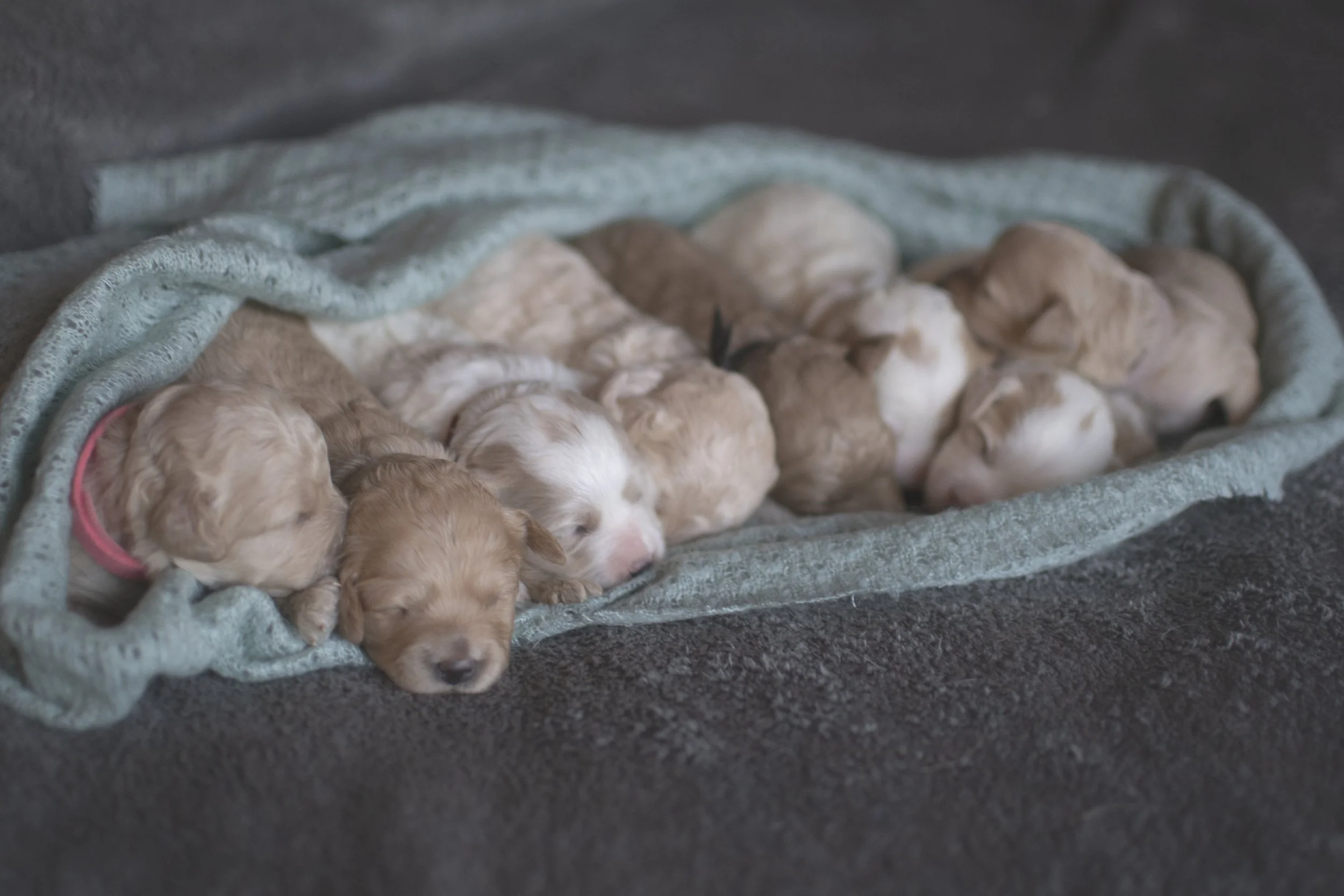 Upcoming and Available Cavapoochon Puppies — Giggle Tails