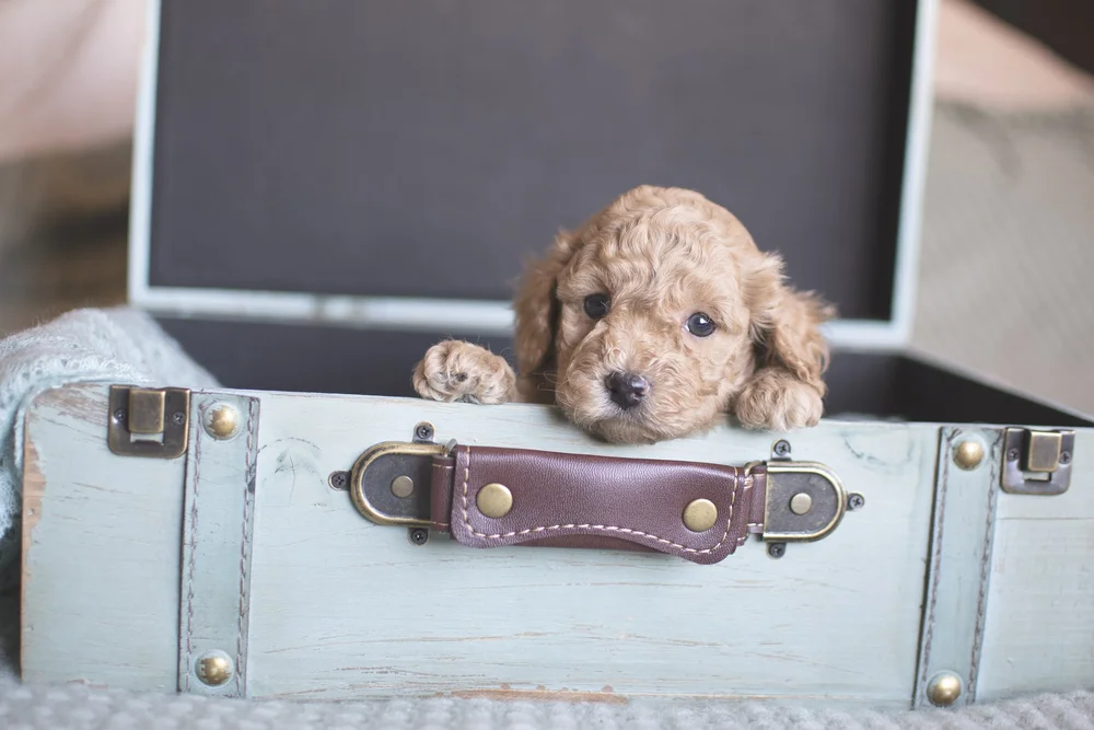 Upcoming and Available Cavapoochon Puppies — Giggle Tails