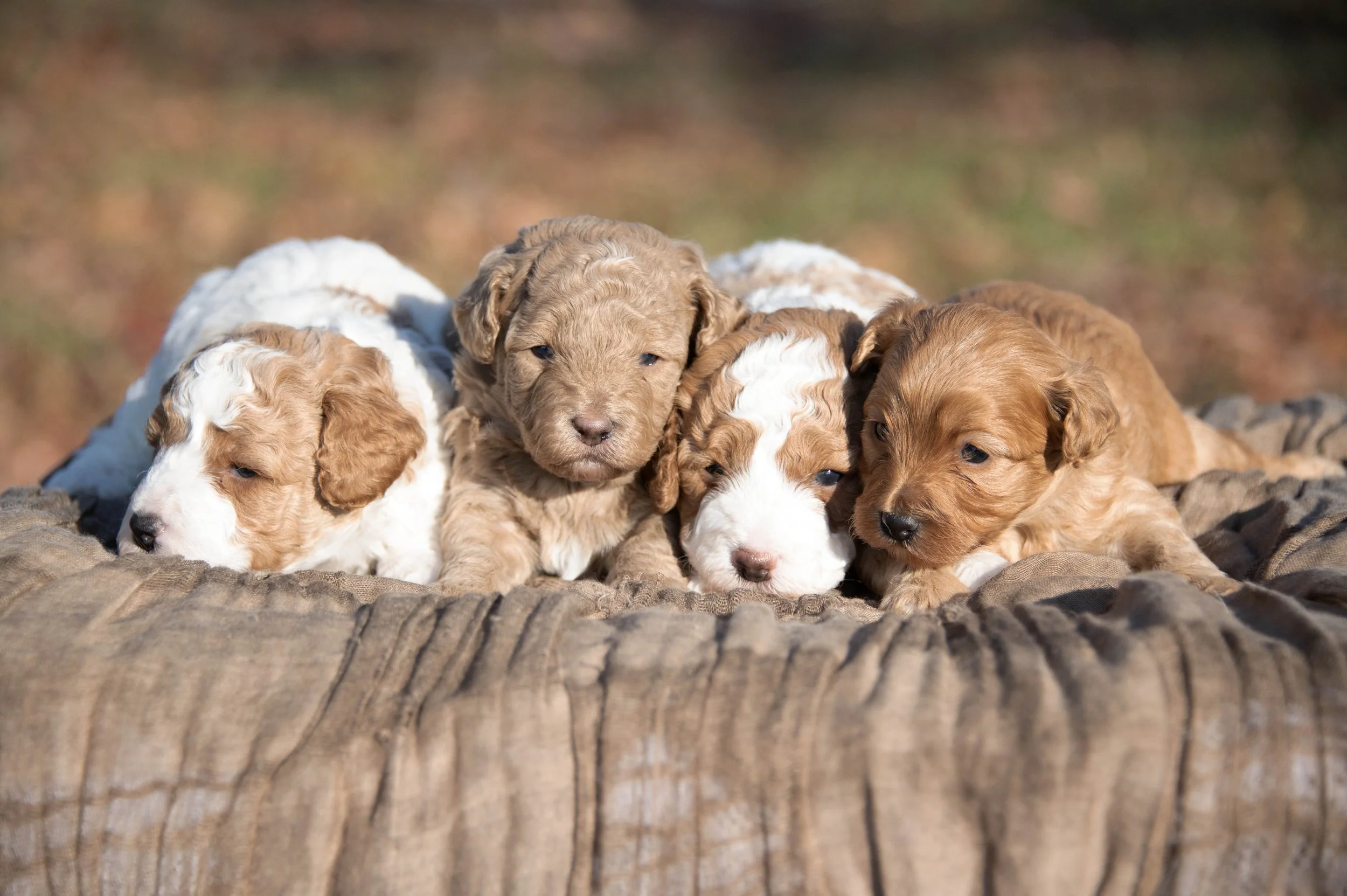 Upcoming and Available Cavapoochon Puppies — Giggle Tails