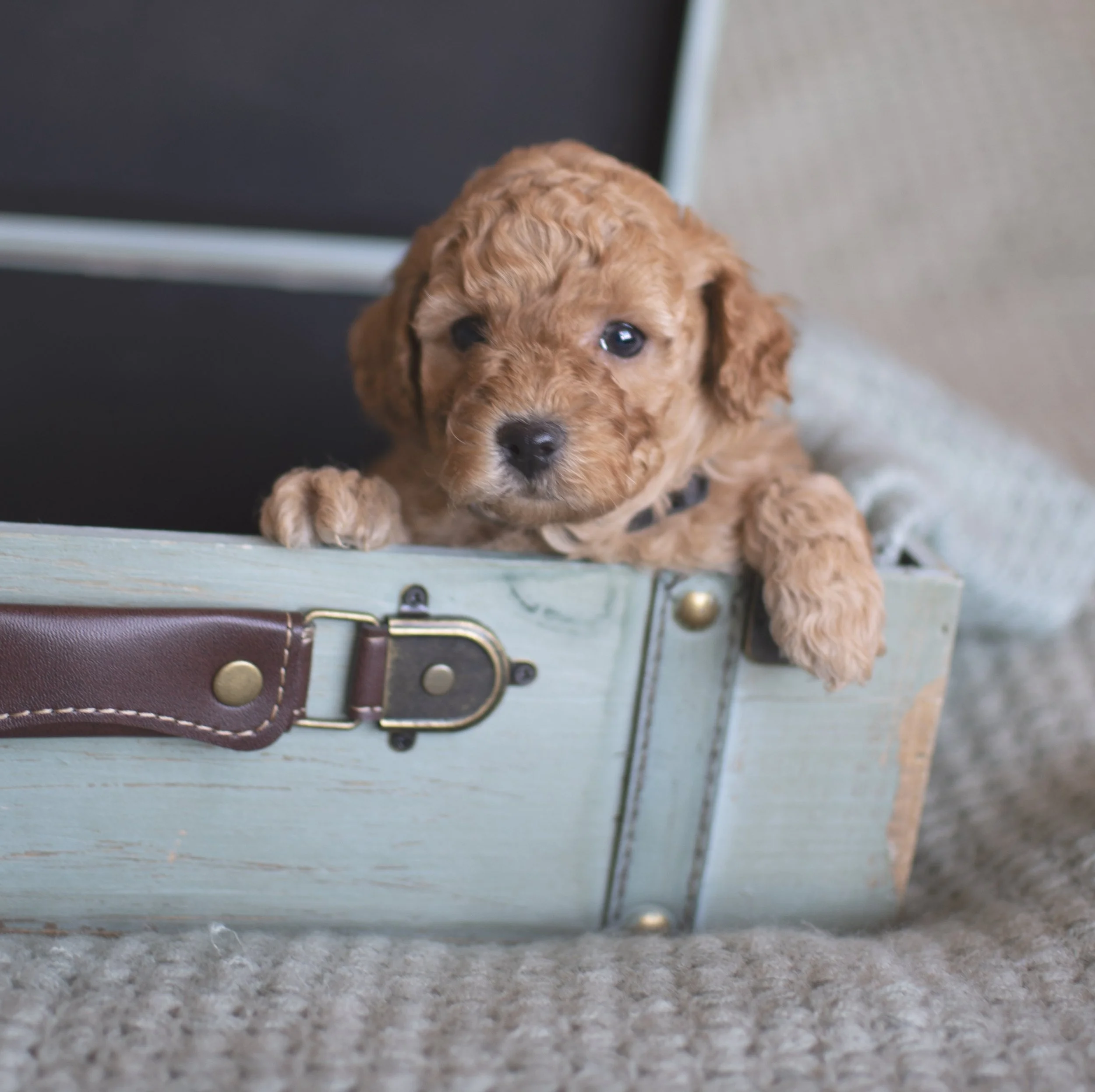 Upcoming and Available Cavapoochon Puppies — Giggle Tails