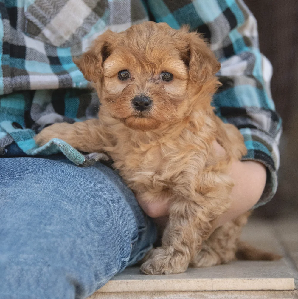 Upcoming and Available Cavapoochon Puppies — Giggle Tails