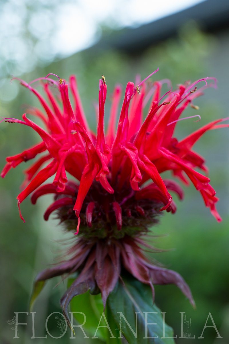 How to Grow Bee Balm (Monarda; a.k.a. bergamot or Oswego tea) — Floranella