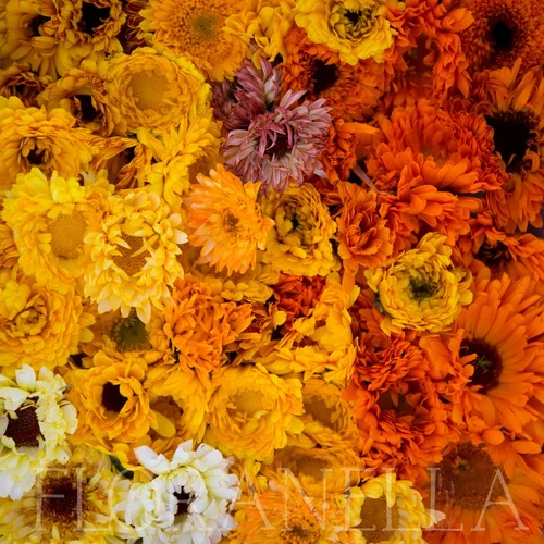 How to Grow Calendula, Harvest, Dry, Use It, and Save Its Seeds ...