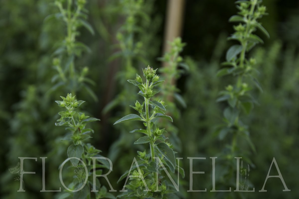 How to Grow Oregano — Floranella