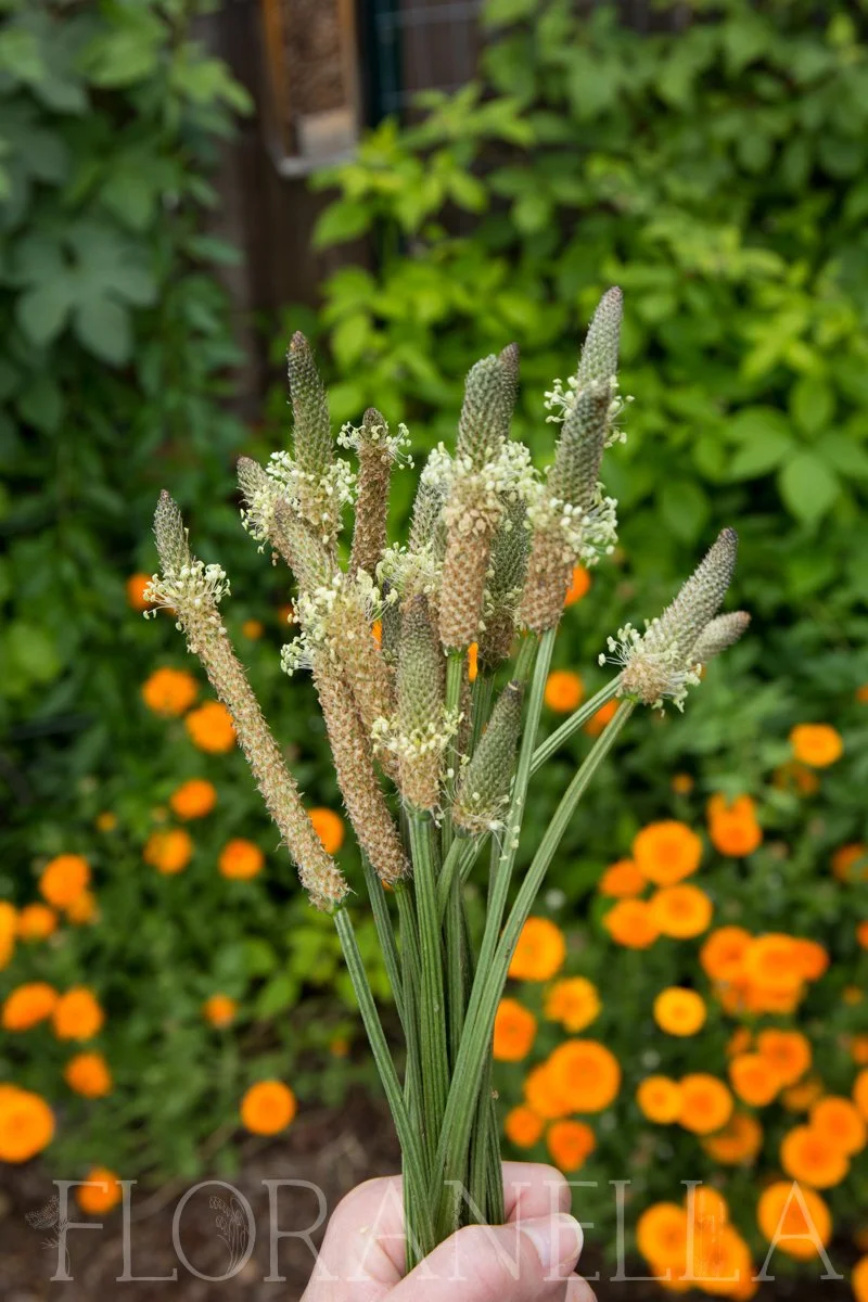 How to Grow Plantain (Plantago spp.) — Floranella