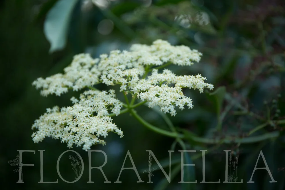 How to Grow Elderberries — Floranella