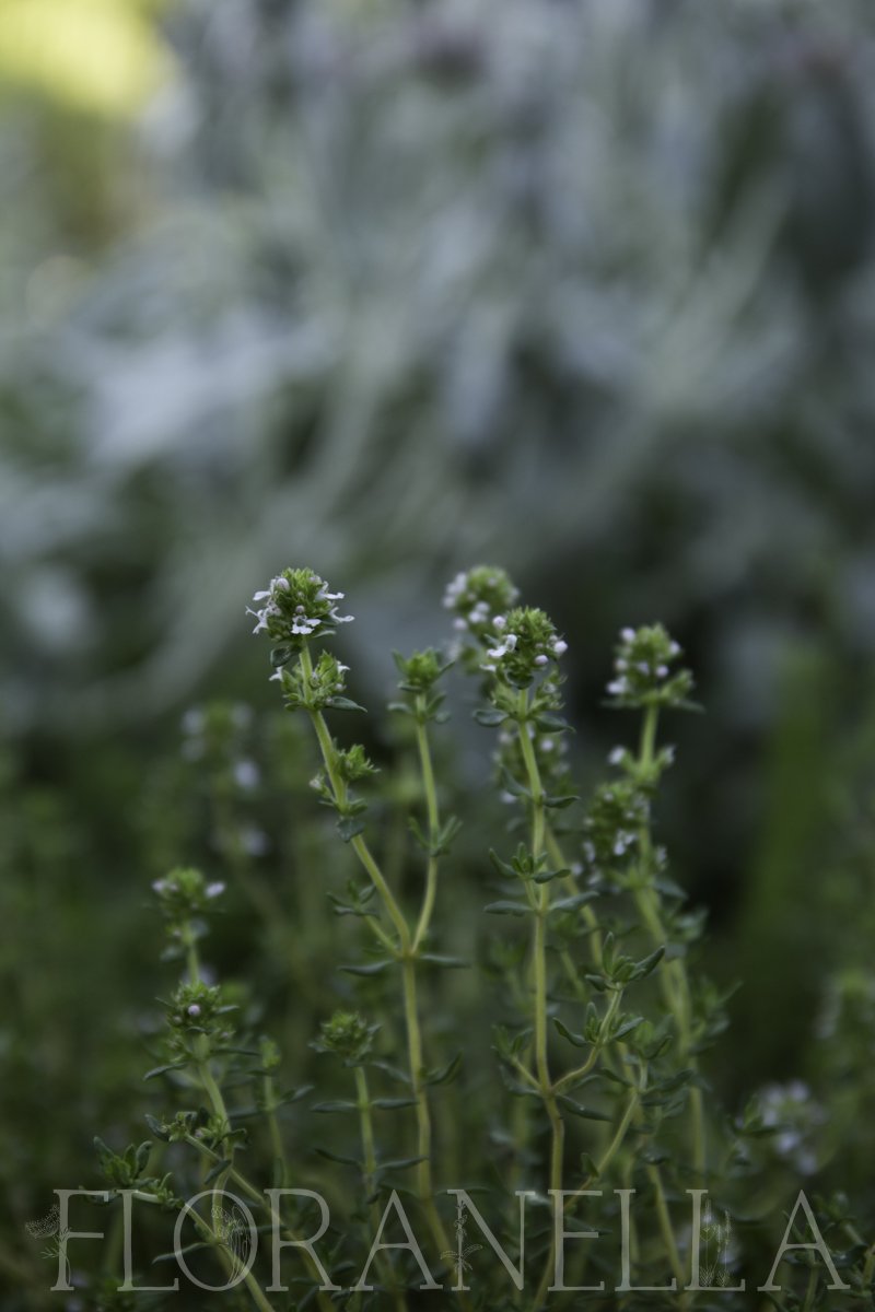 How to Grow Thyme — Floranella