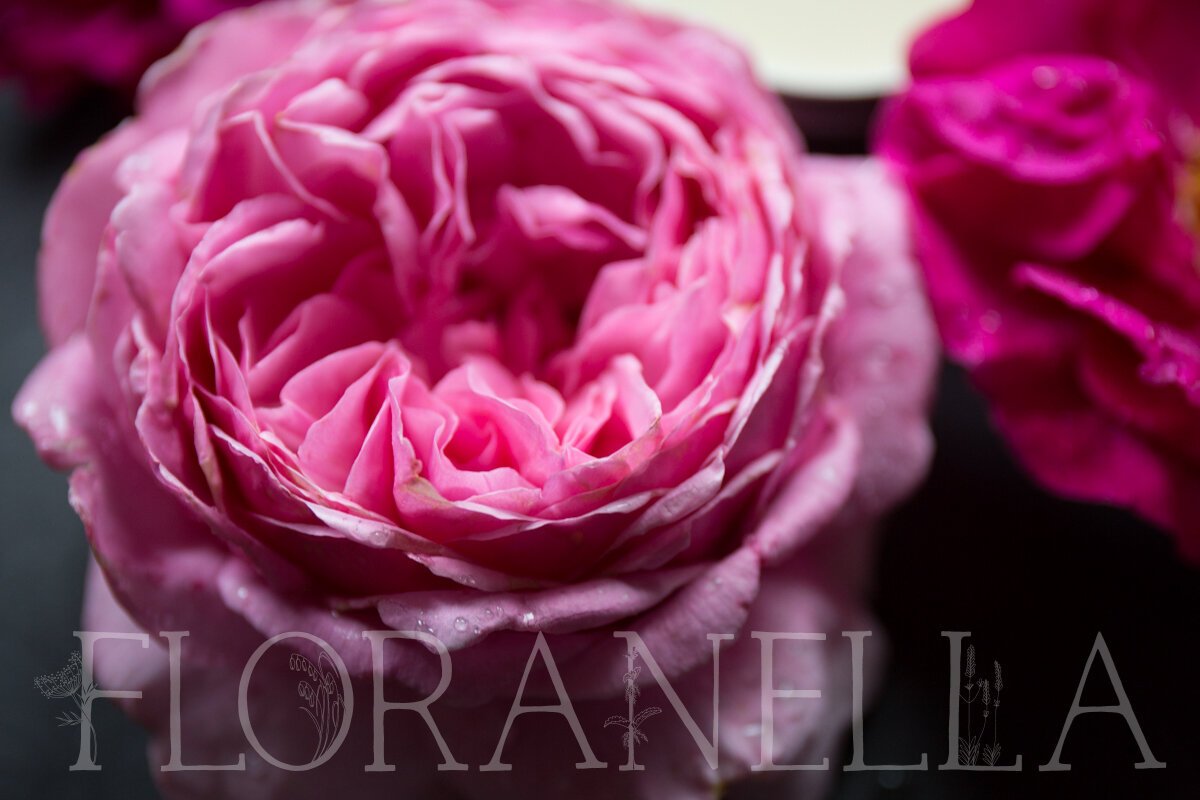 How to Make a Skin Cream with Roses — Floranella