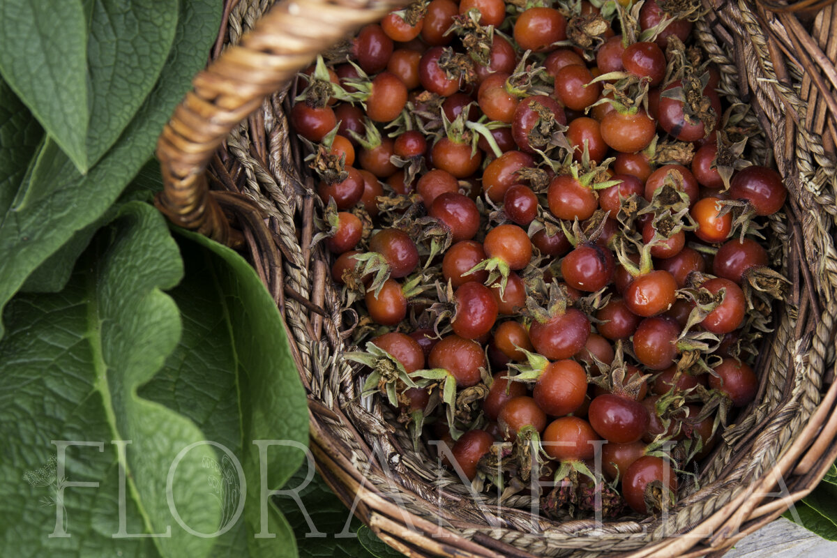 How to Process Rose Hips for Your Apothecary — Floranella