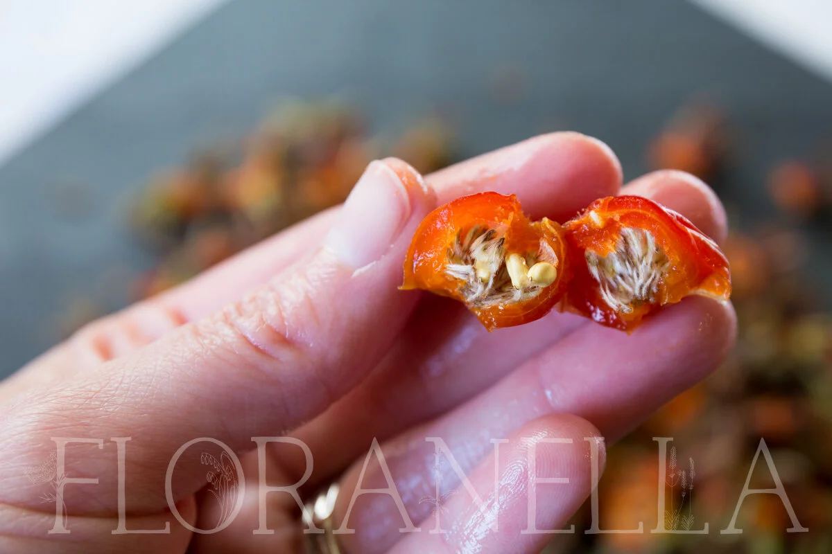 How to Process Rose Hips for Your Apothecary — Floranella