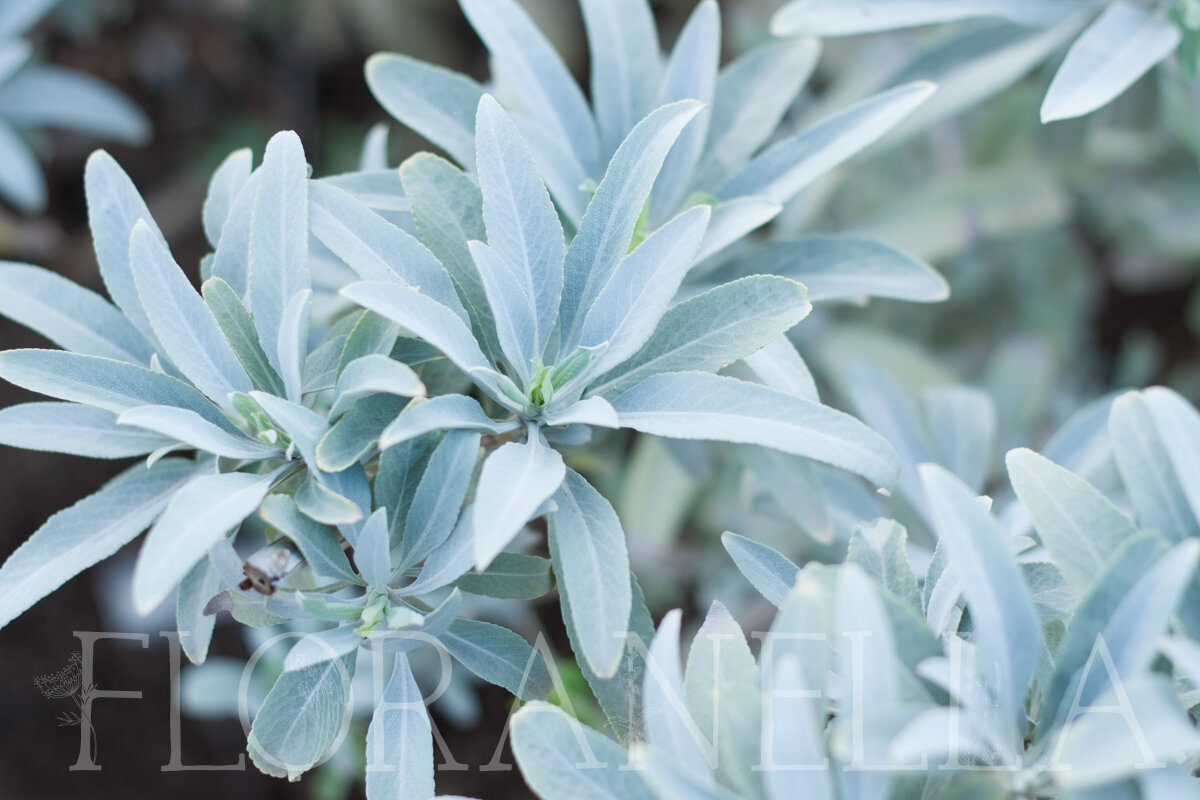 How to Grow White Sage — Floranella