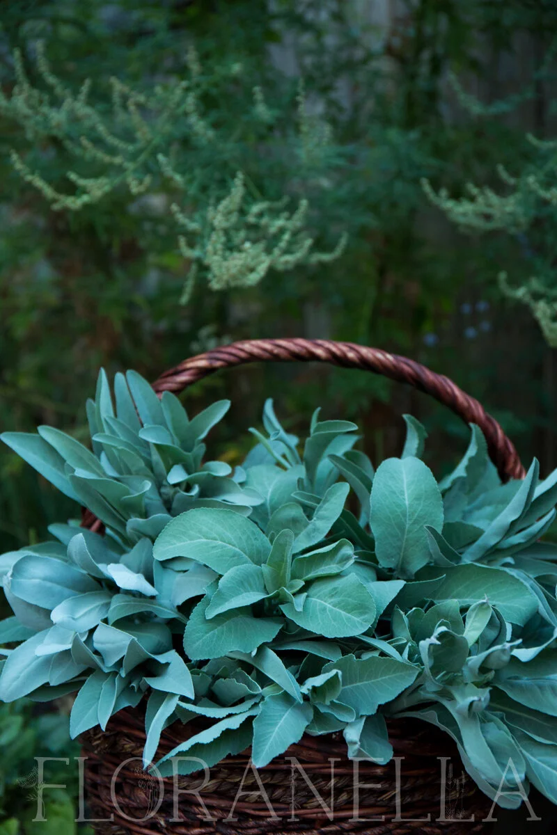 How to Grow White Sage — Floranella