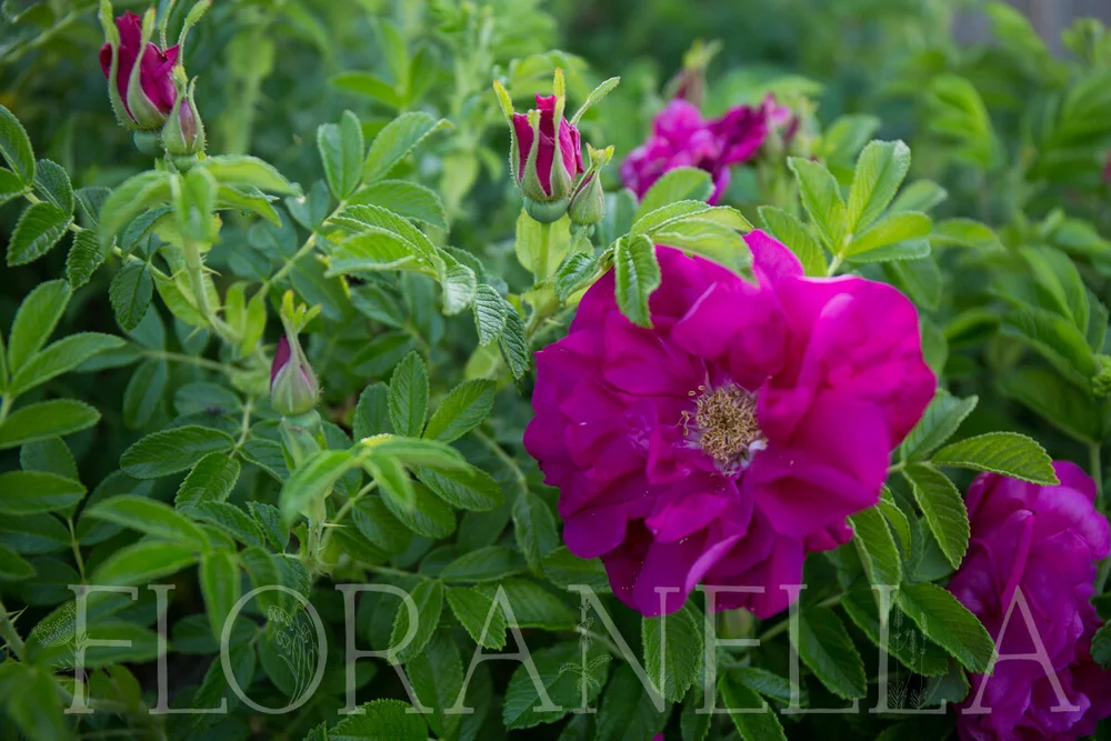 My Favorite Roses to Grow for the Apothecary — Floranella