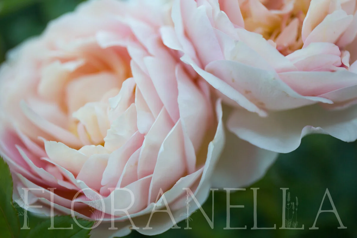 My Favorite Roses to Grow for the Apothecary — Floranella