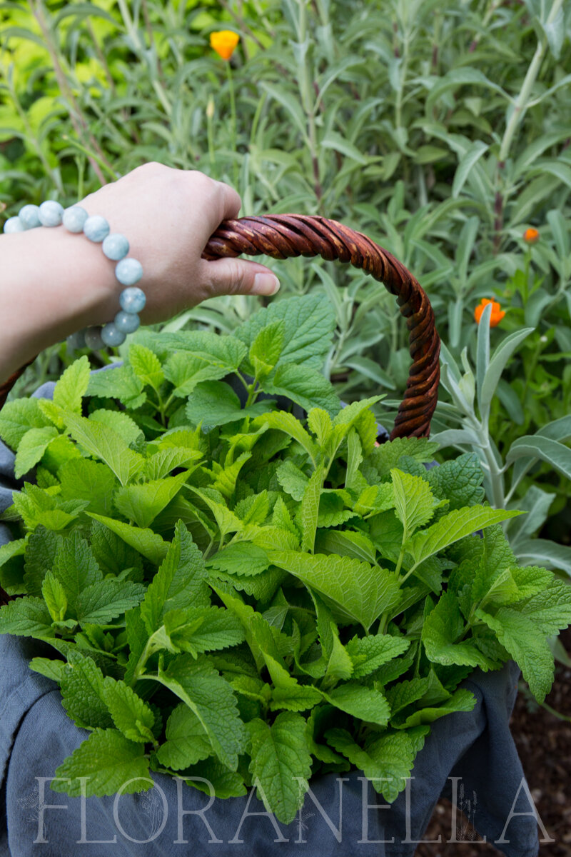 Lemon Smelling Plant