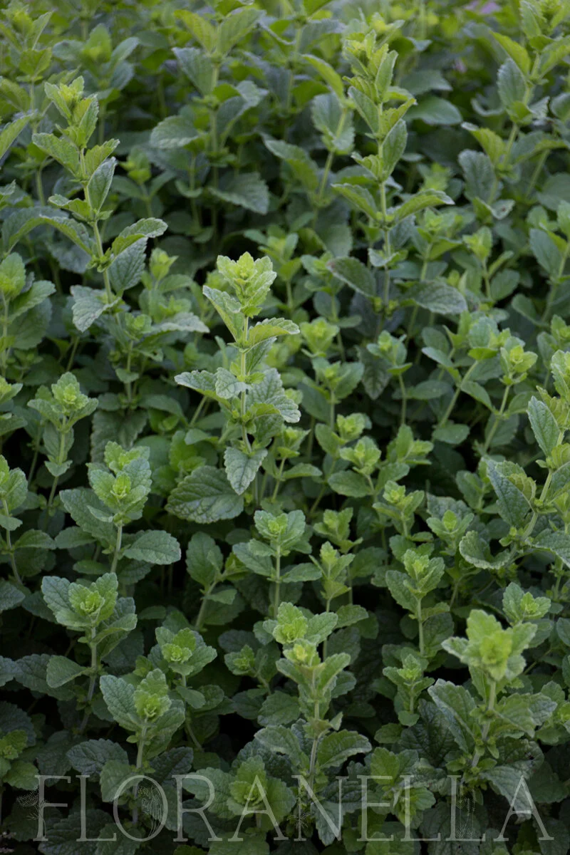 How to Grow Lemon Balm — Floranella