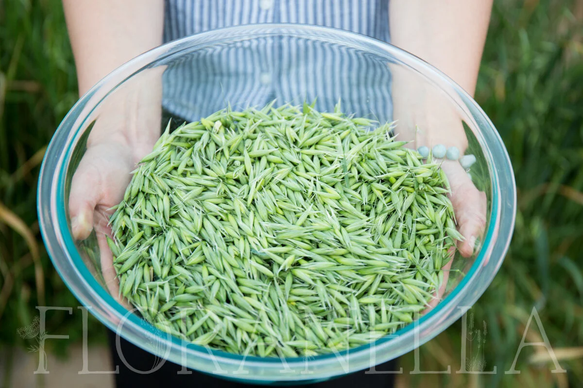 14 Must-Grow Herbs In My Garden — Floranella