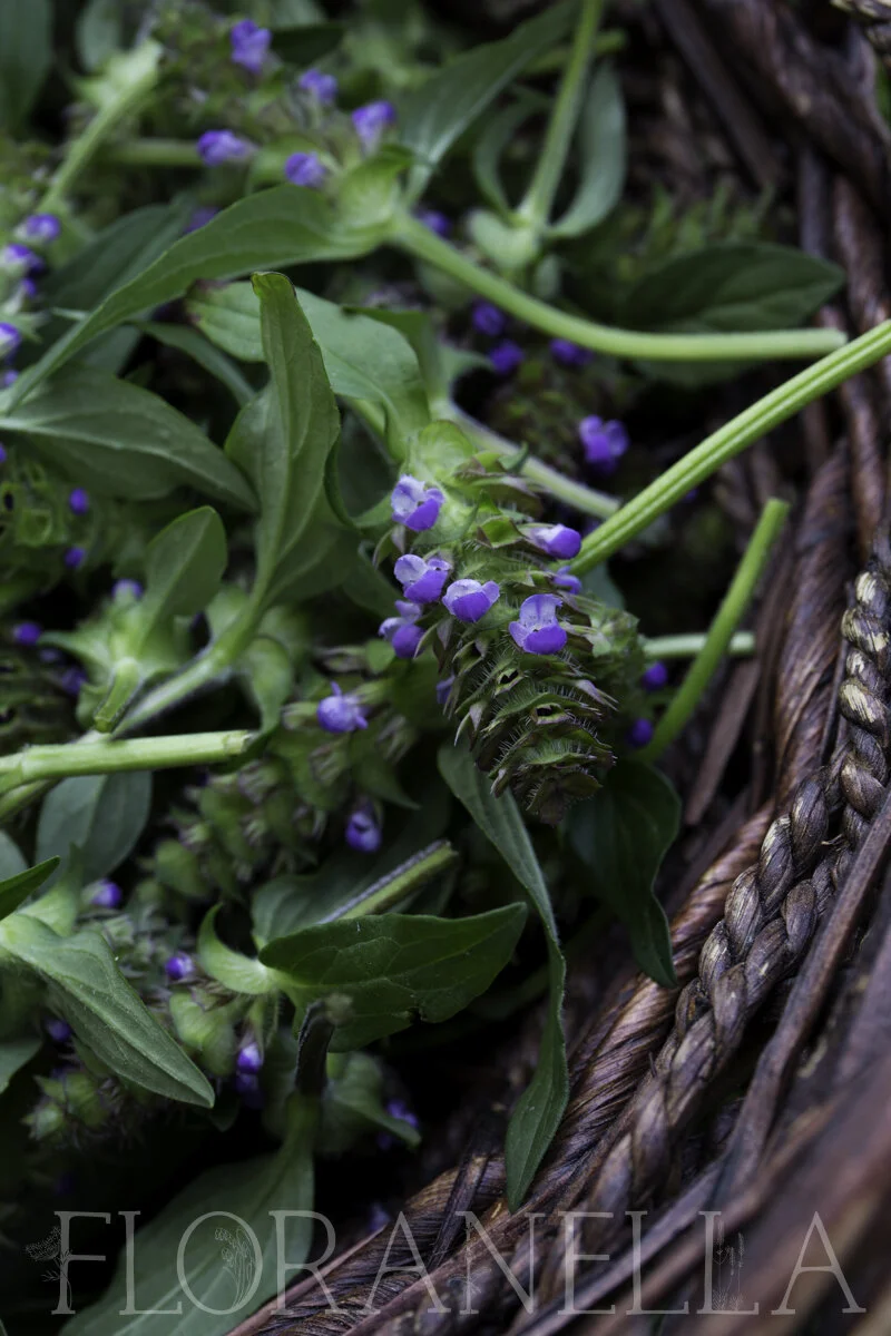 12 Herbs and Flowering Plants to Grow for the Bees — Floranella