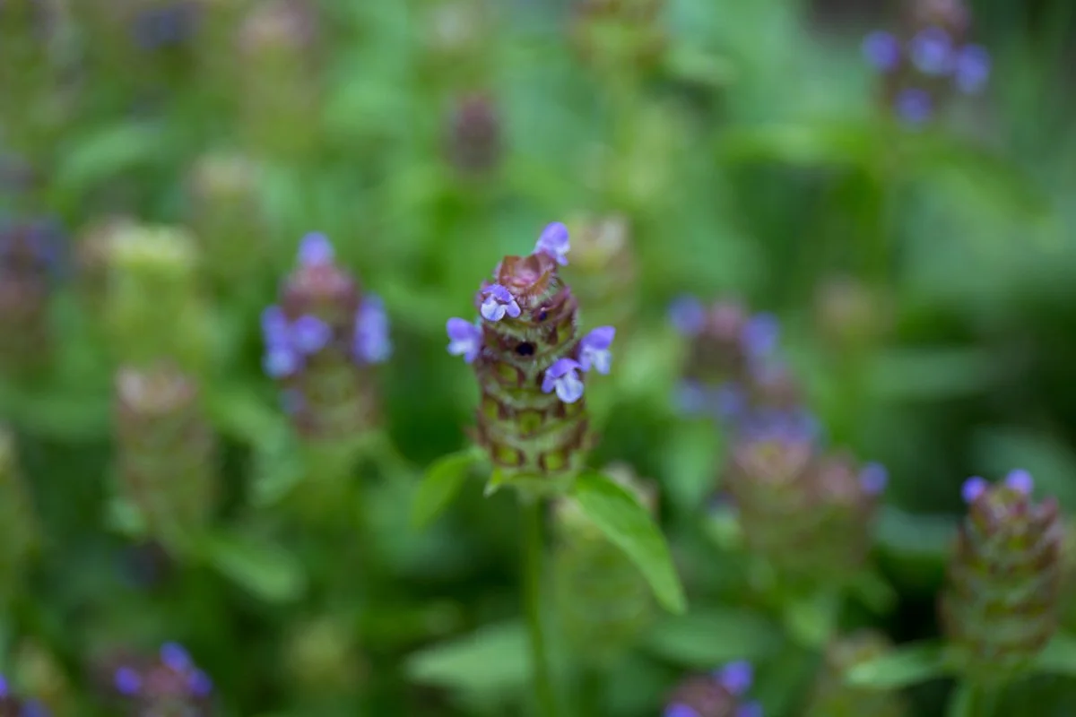 Self Heal Materia Medica Printable Lesson — Floranella