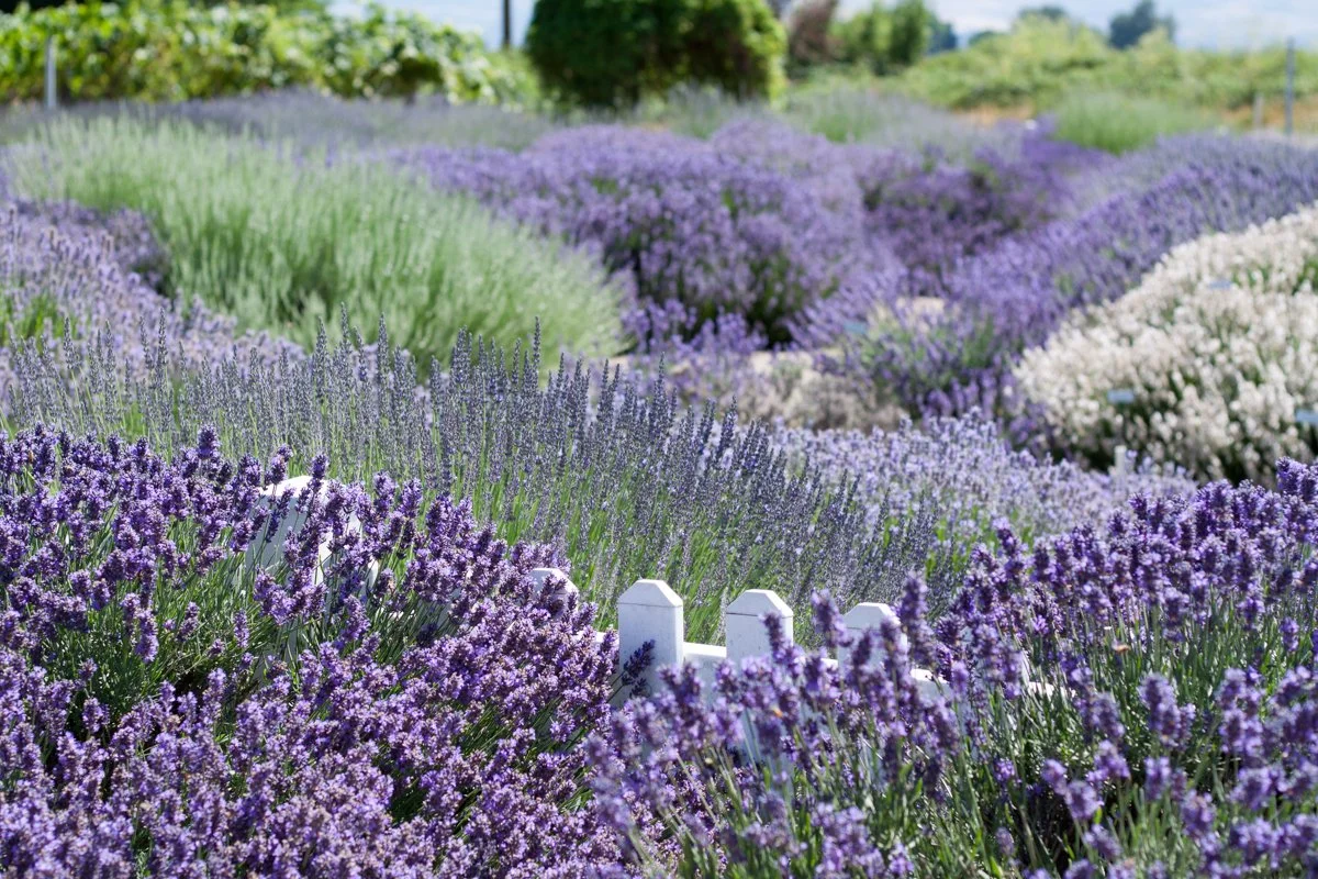 Floranella