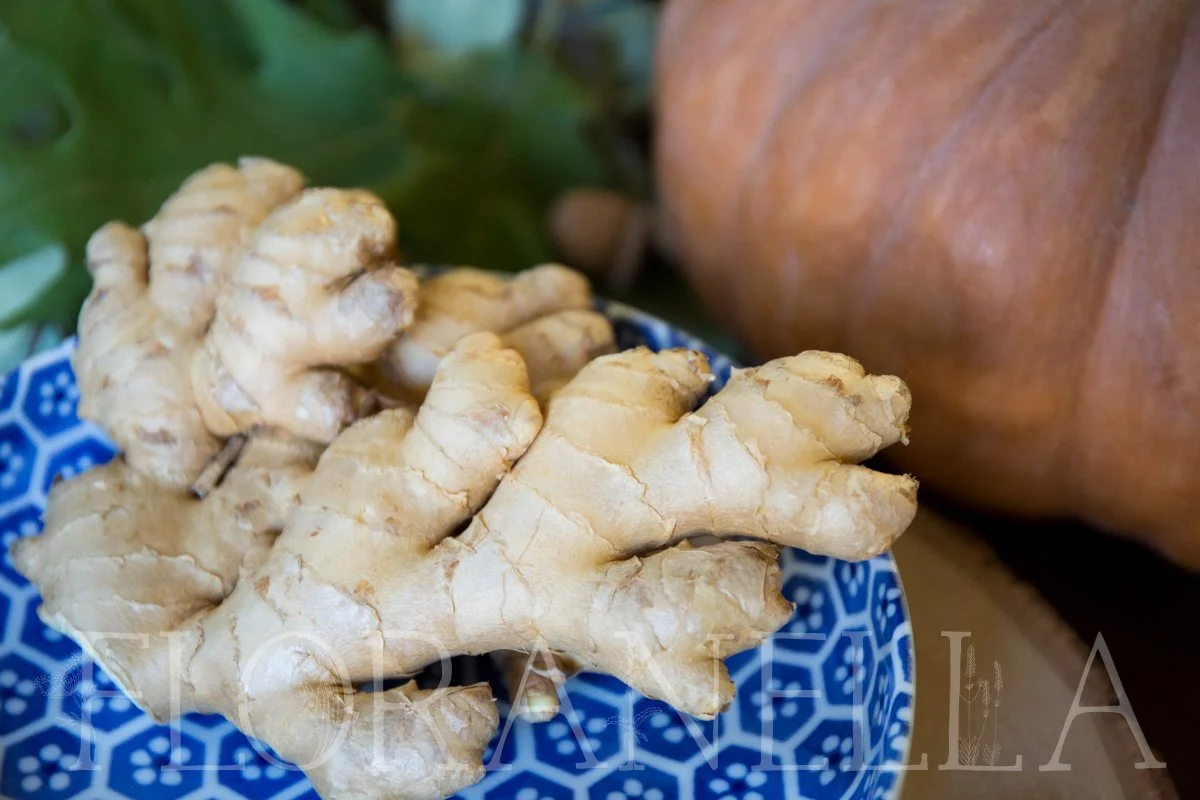 How to Grow Ginger — Floranella