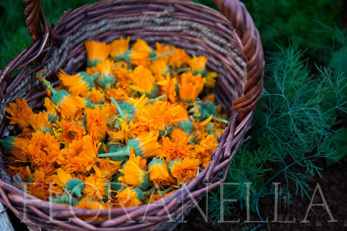 How to Grow Calendula, Harvest, Dry, Use It, and Save Its Seeds ...