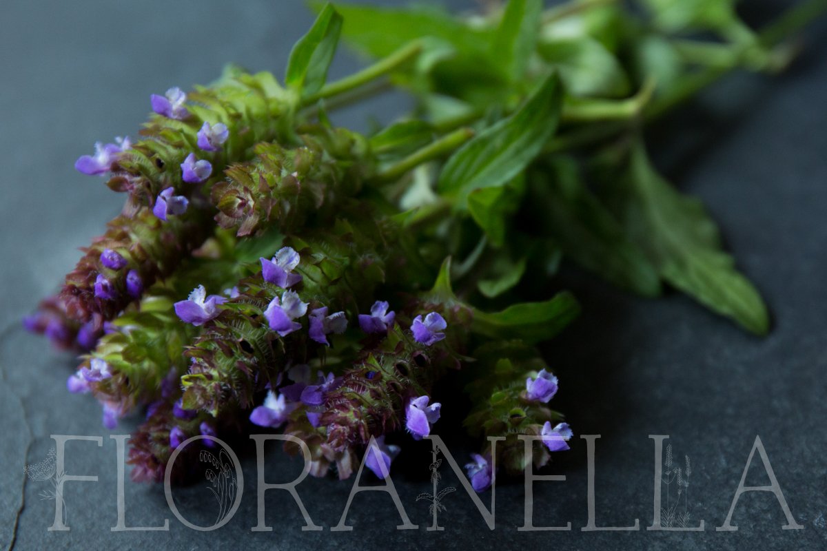 How to Grow Self Heal (Prunella vulgaris) — Floranella