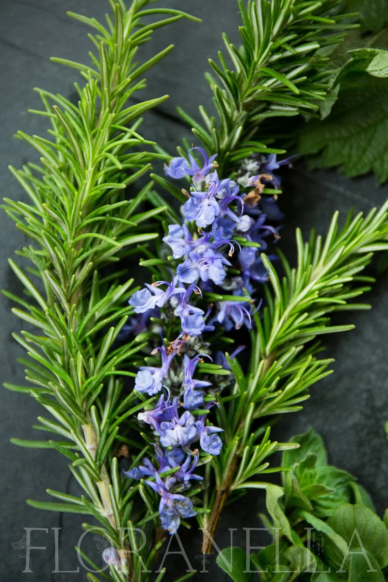 How to Grow Rosemary — Floranella