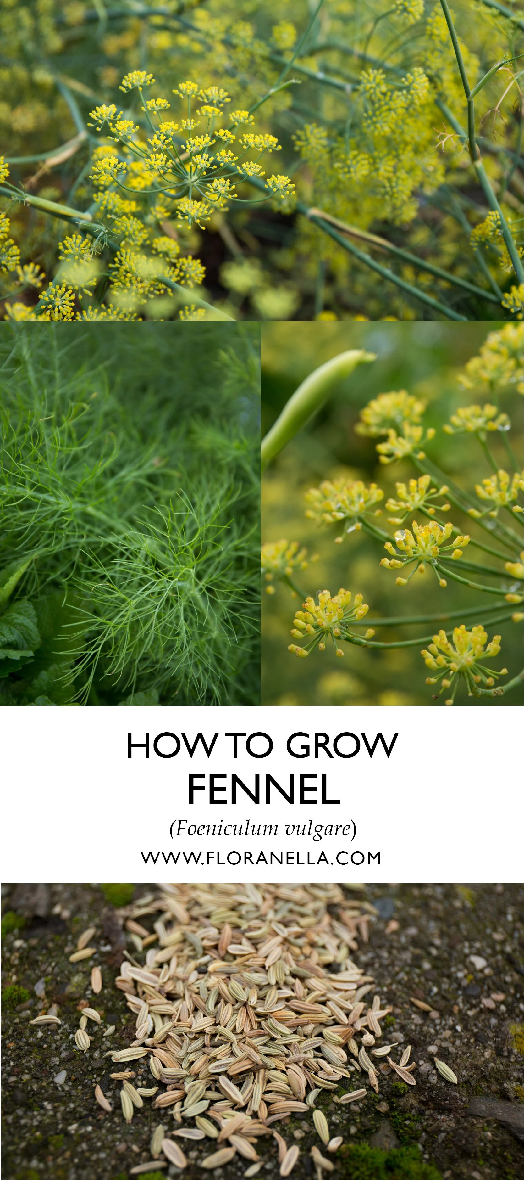 How to Grow Fennel — Floranella