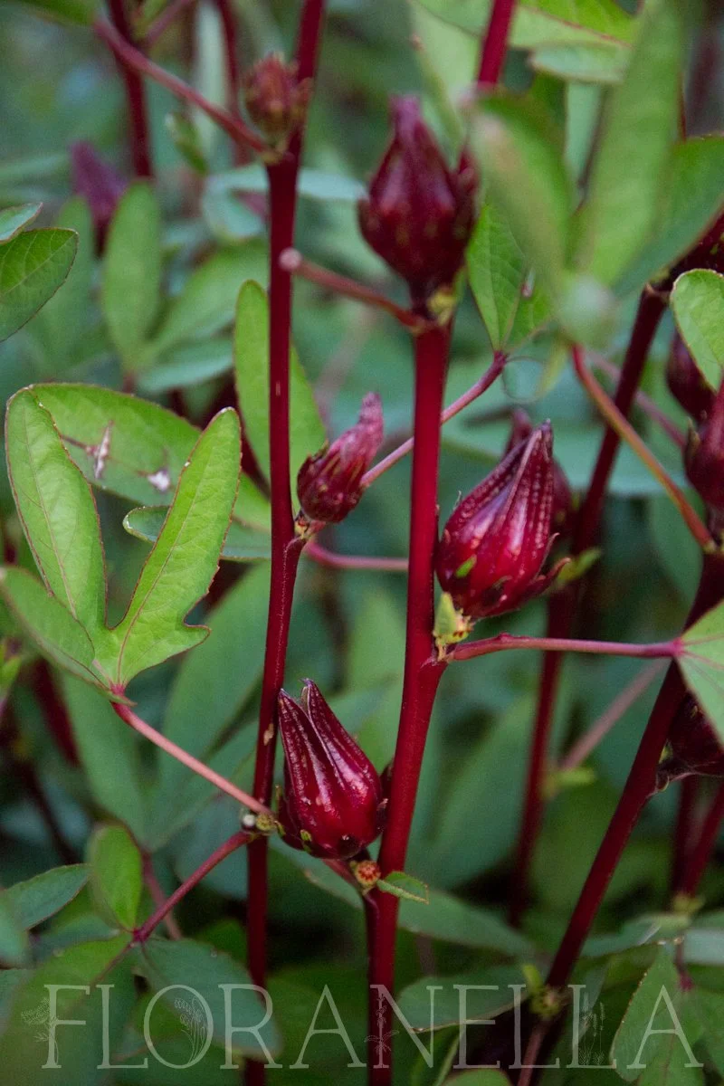How to Grow Hibiscus (a.k.a. Roselle, Hibiscus sabdariffa) — Floranella