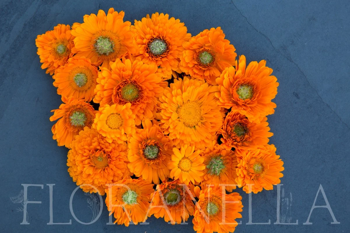How to Grow Calendula, Harvest, Dry, Use It, and Save Its Seeds ...