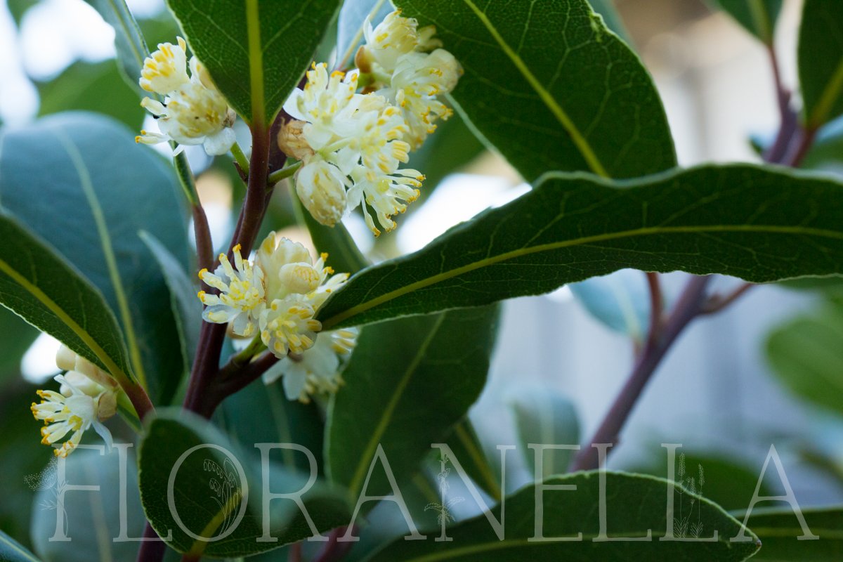 How to Grow Bay Leaf (Bay Laurel) — Floranella