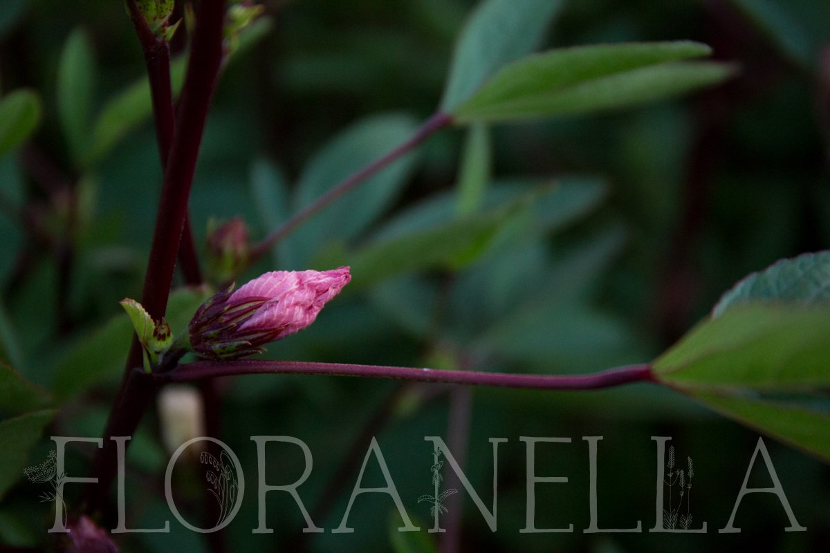 How to Grow Hibiscus (a.k.a. Roselle, Hibiscus sabdariffa) — Floranella