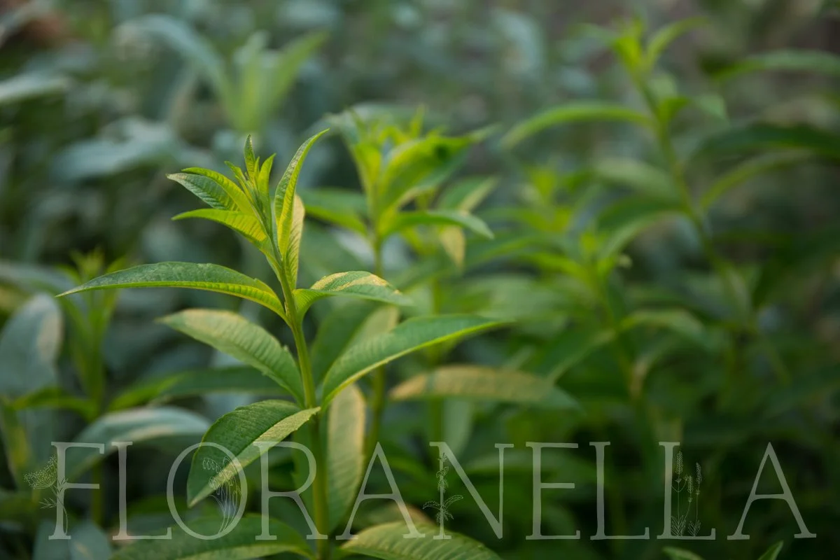 How to Grow Lemon Verbena — Floranella