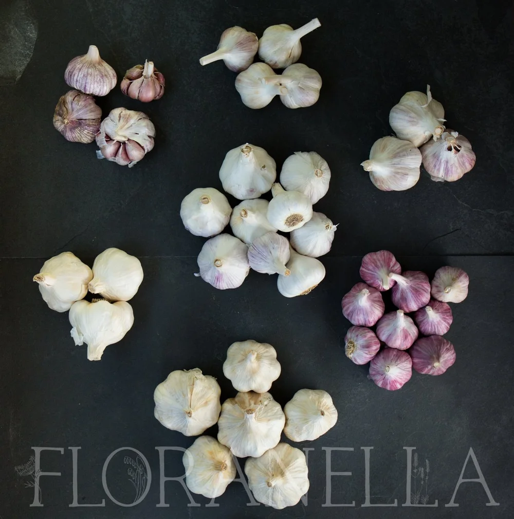 How to Grow Garlic — Floranella