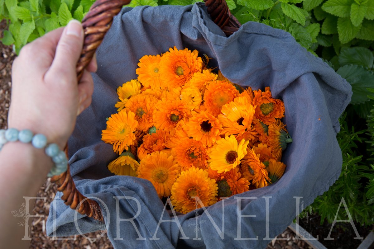 How to Grow Calendula, Harvest, Dry, Use It, and Save Its Seeds ...