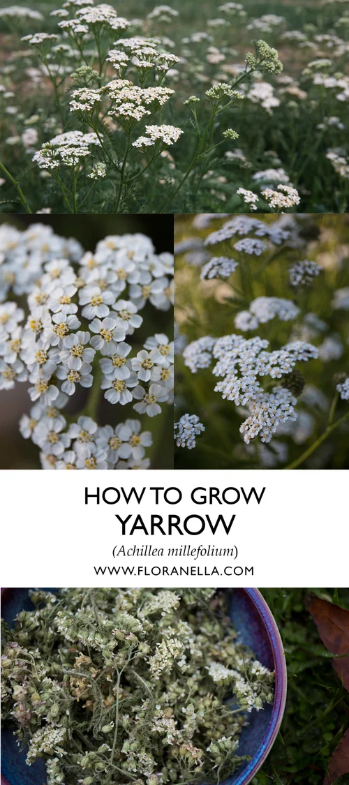 How to Grow Yarrow (Achillea millefolium) — Floranella