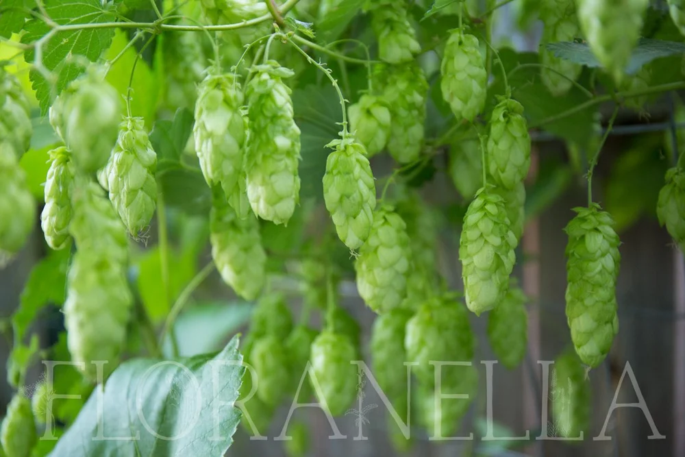 How to Grow Hops (Humulus lupulus) — Floranella