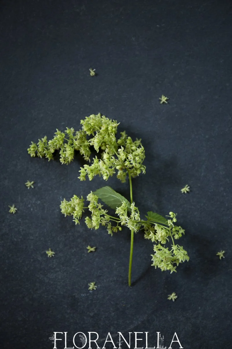 How to Grow Hops (Humulus lupulus) — Floranella