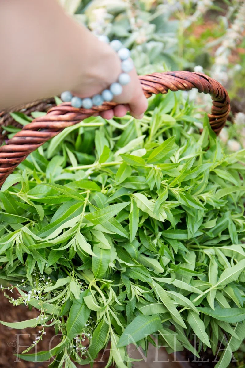 How to Grow Lemon Verbena — Floranella