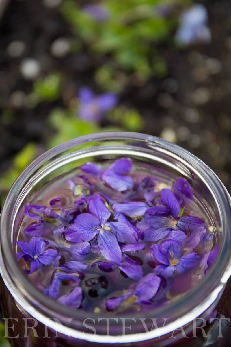 Sweet Violet Shrub Recipe — Floranella