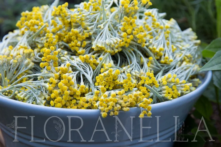 How to Grow Helichrysum — Floranella