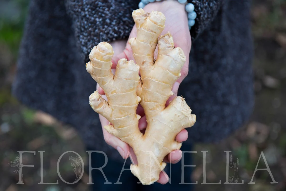 How to Make Candied Ginger and Pickled Ginger — Floranella