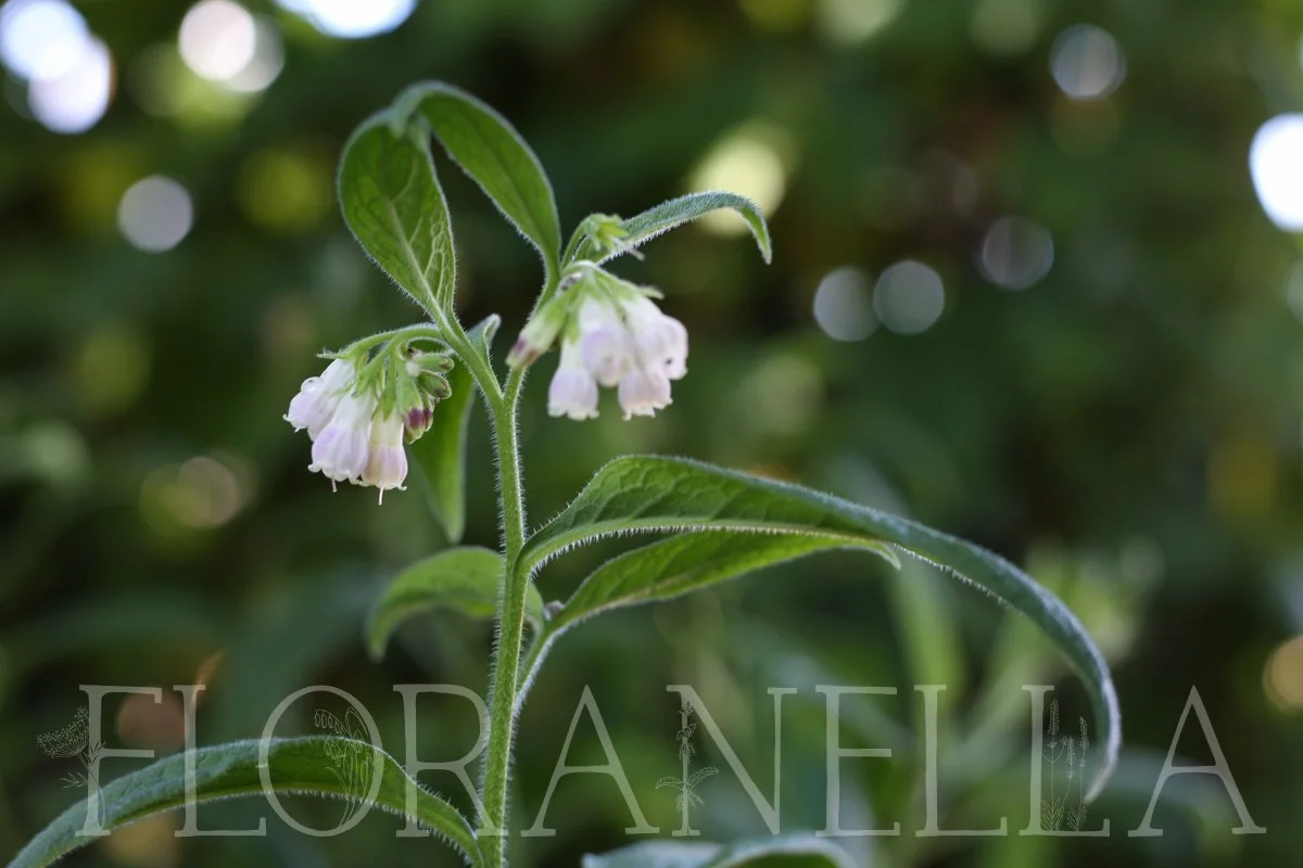 How to Make Comfrey Salve — Floranella